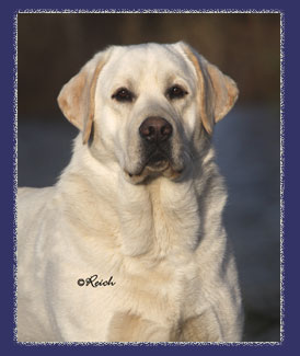 Ch. Zinfndel Brigham Labrador Breeders Labs Ohio